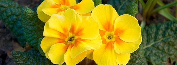 Los beneficios del aceite de onagra para la mujer— OleMart.com